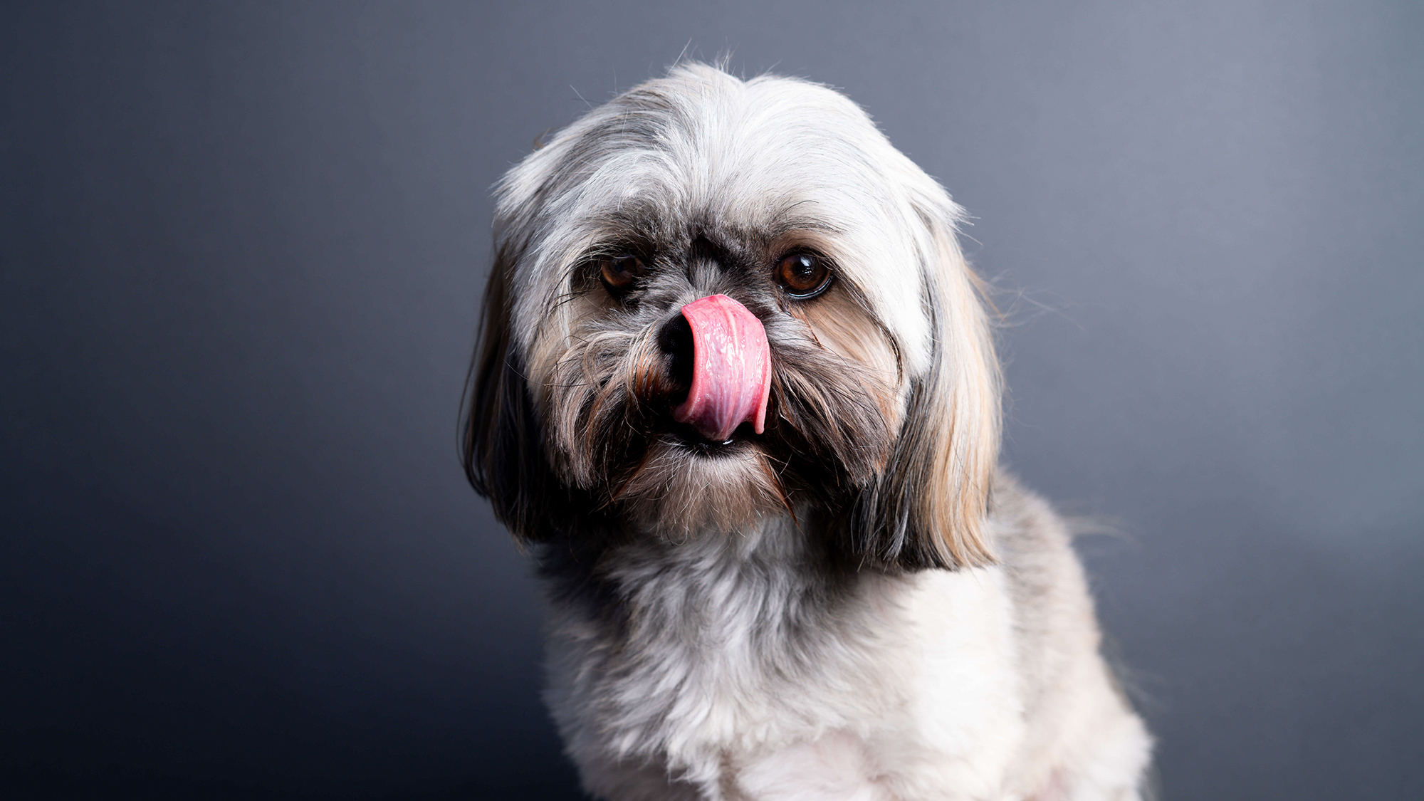 6 Tips for Adorable Pet Photos