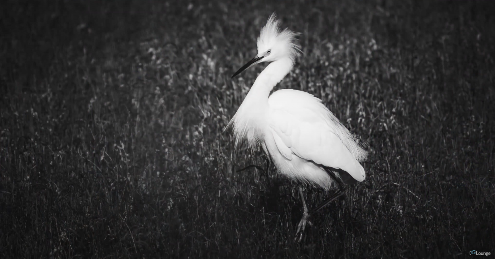 Bird Photography Tips | The Ultimate Guide to Birding Photography