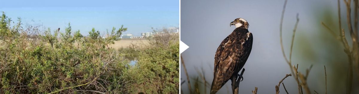 Bird Photography Tips | The Ultimate Guide to Birding Photography