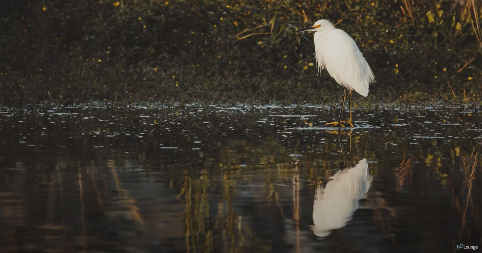 Bird Photography Tips | The Ultimate Guide to Birding Photography
