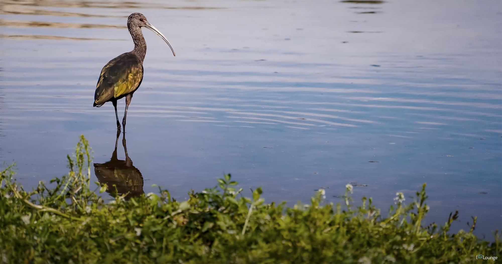 Bird Photography Tips | The Ultimate Guide to Birding Photography