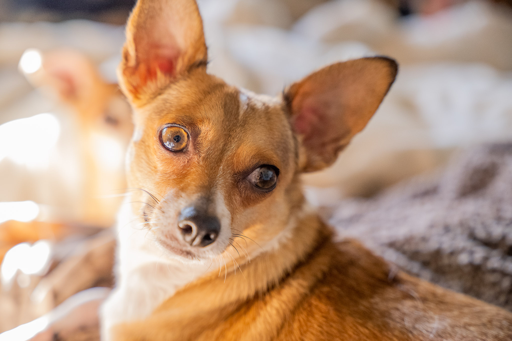 Sigma FP Review | Full-Frame 4K RAW Video On A Budget!