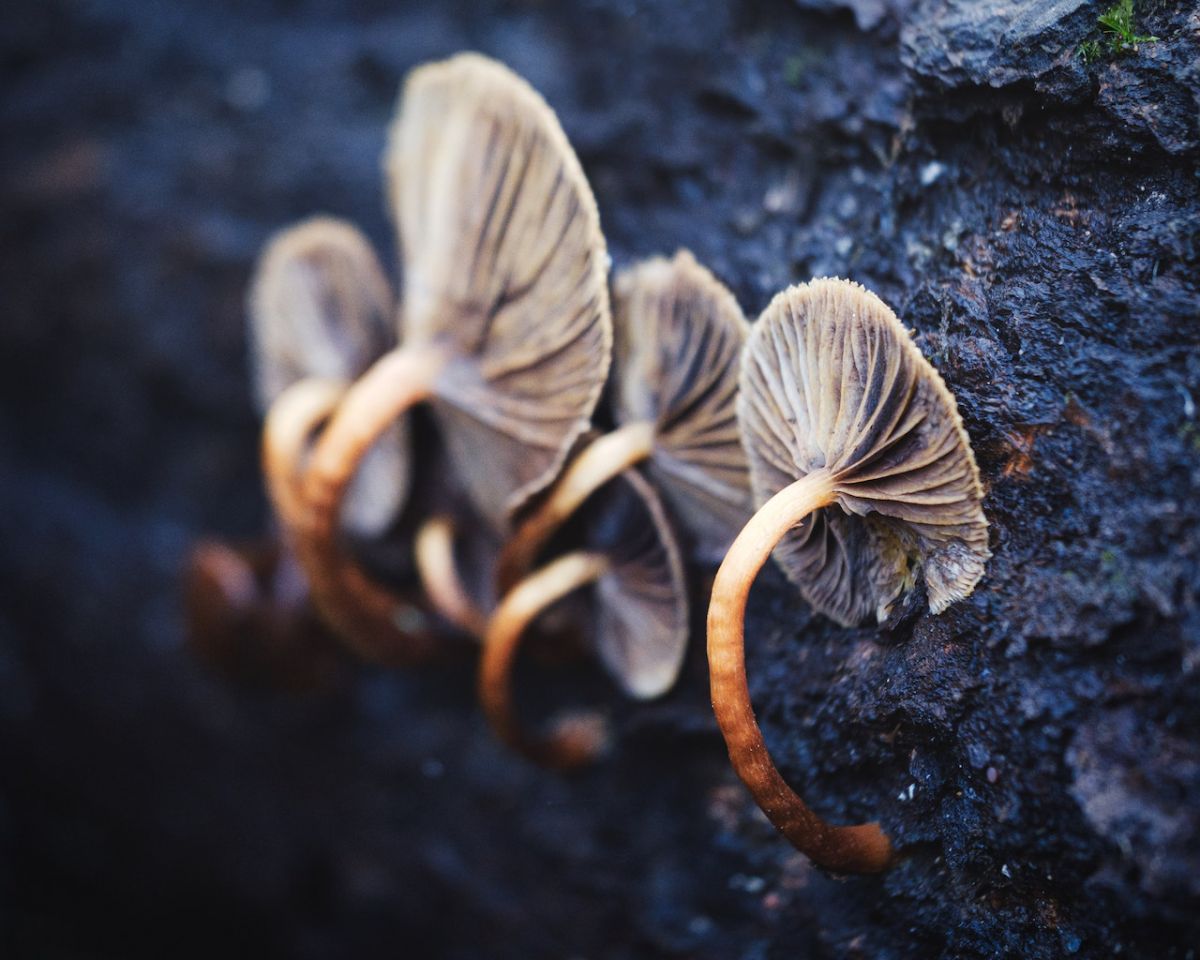 Take a Closer Look with Macro Photography Tips for Beginners