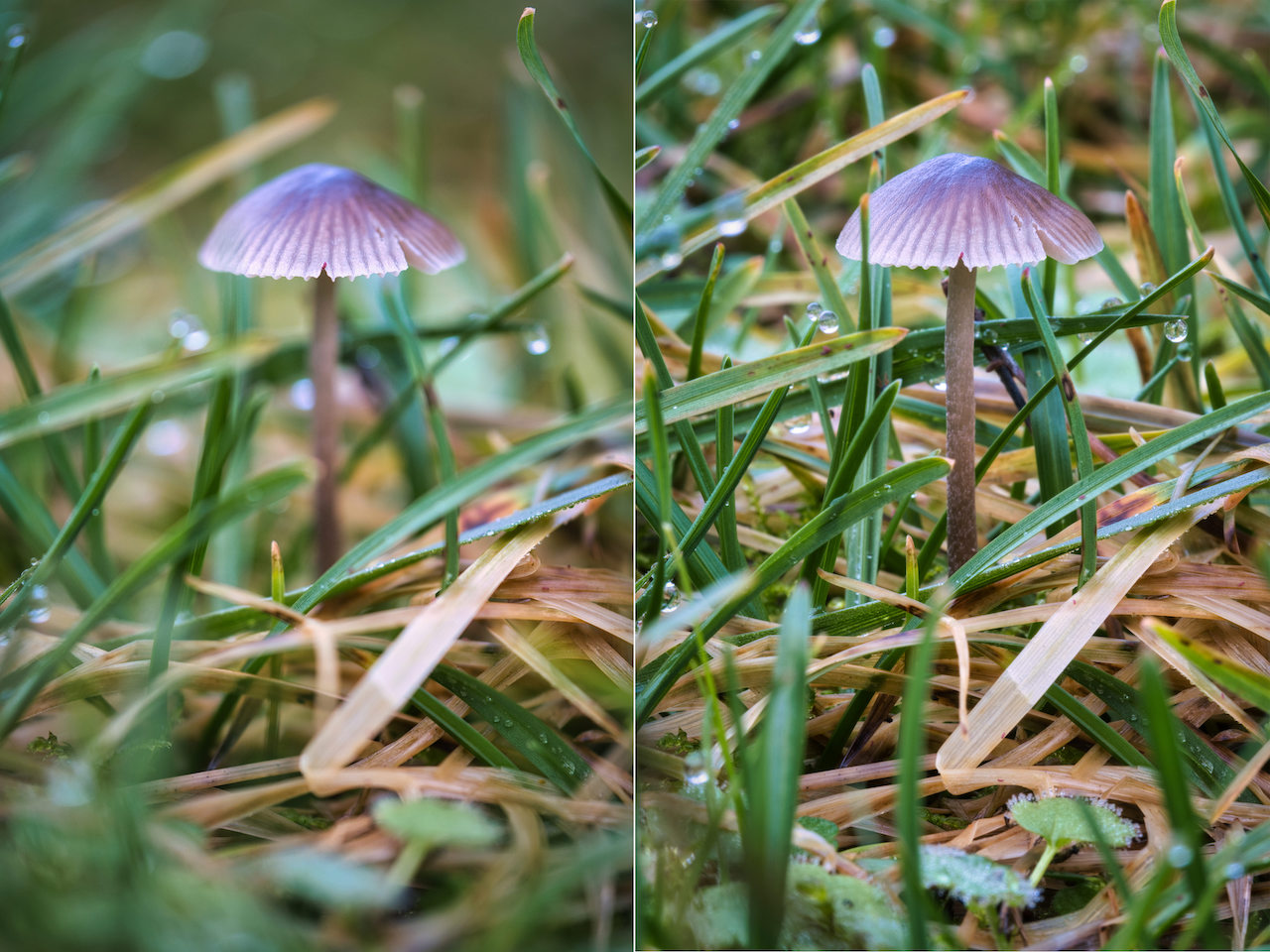 Take a Closer Look with Macro Photography Tips for Beginners