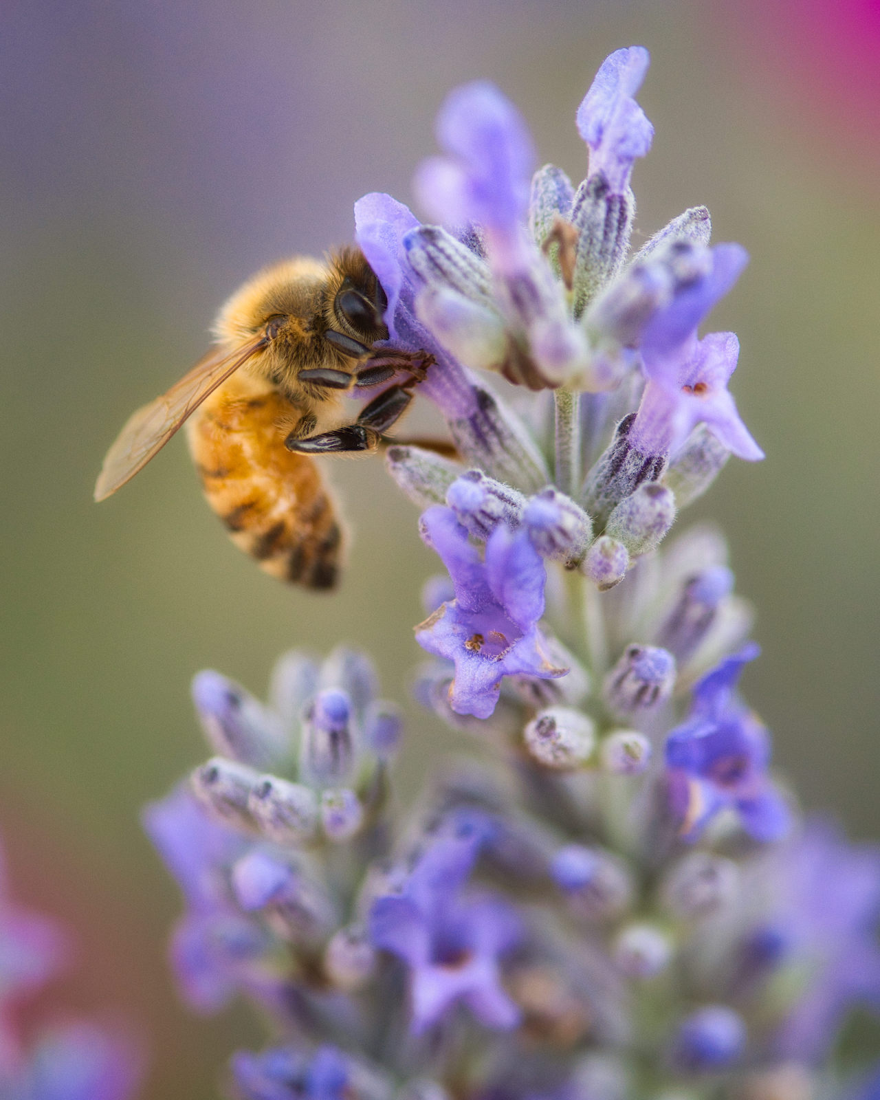 Take a Closer Look with Macro Photography Tips for Beginners