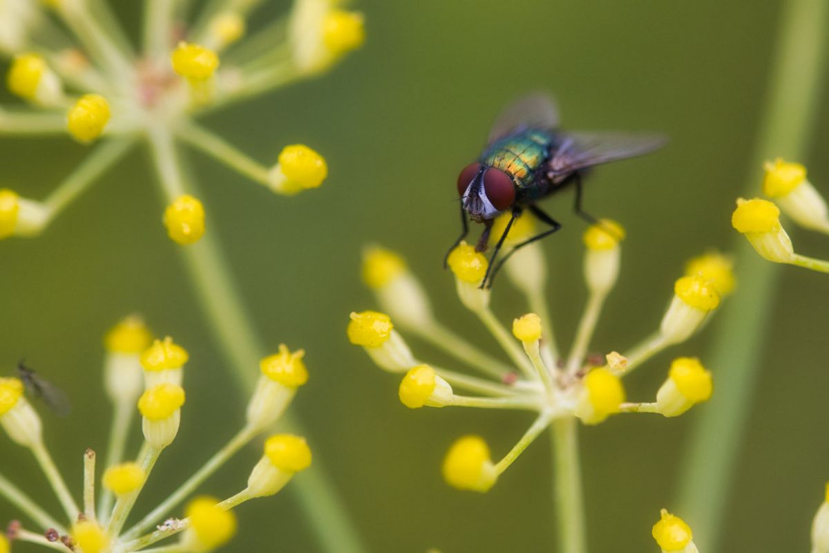 Take a Closer Look with Macro Photography Tips for Beginners