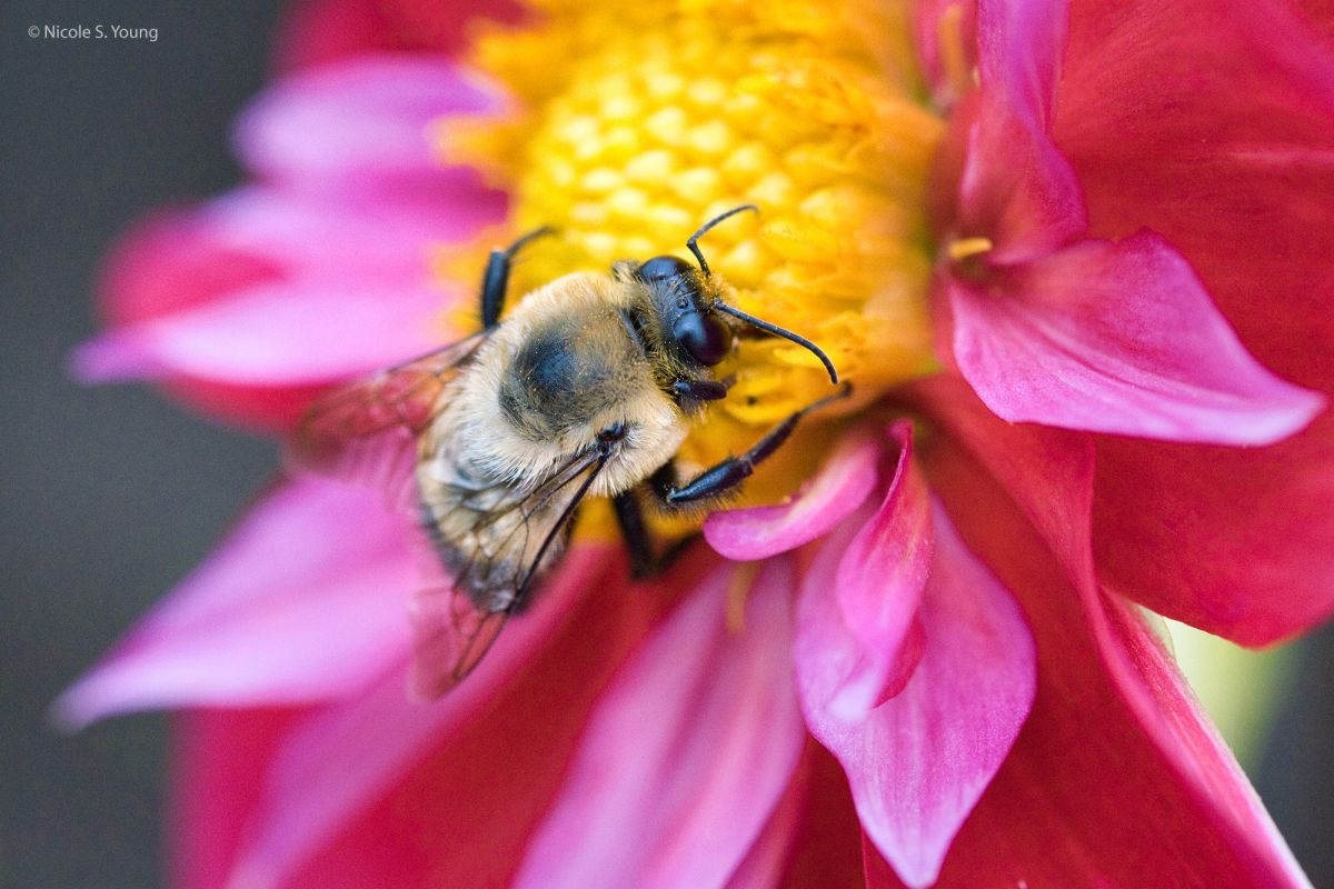 Take a Closer Look with Macro Photography Tips for Beginners