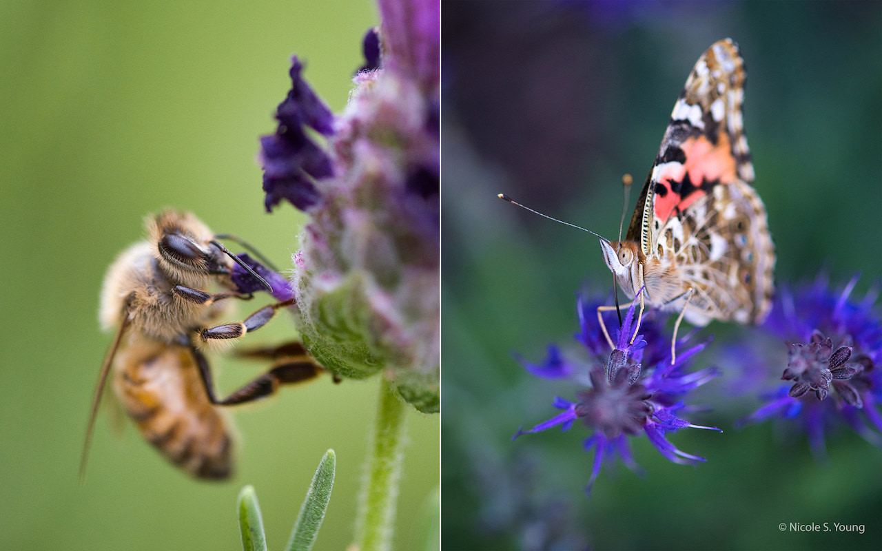 Take a Closer Look with Macro Photography Tips for Beginners