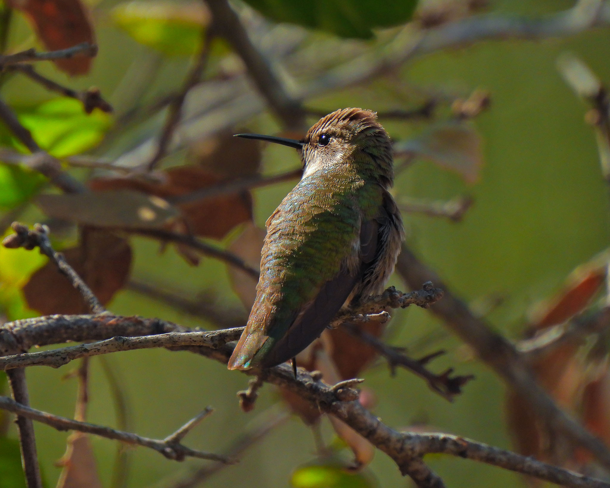 The Best Cameras for Bird Photography