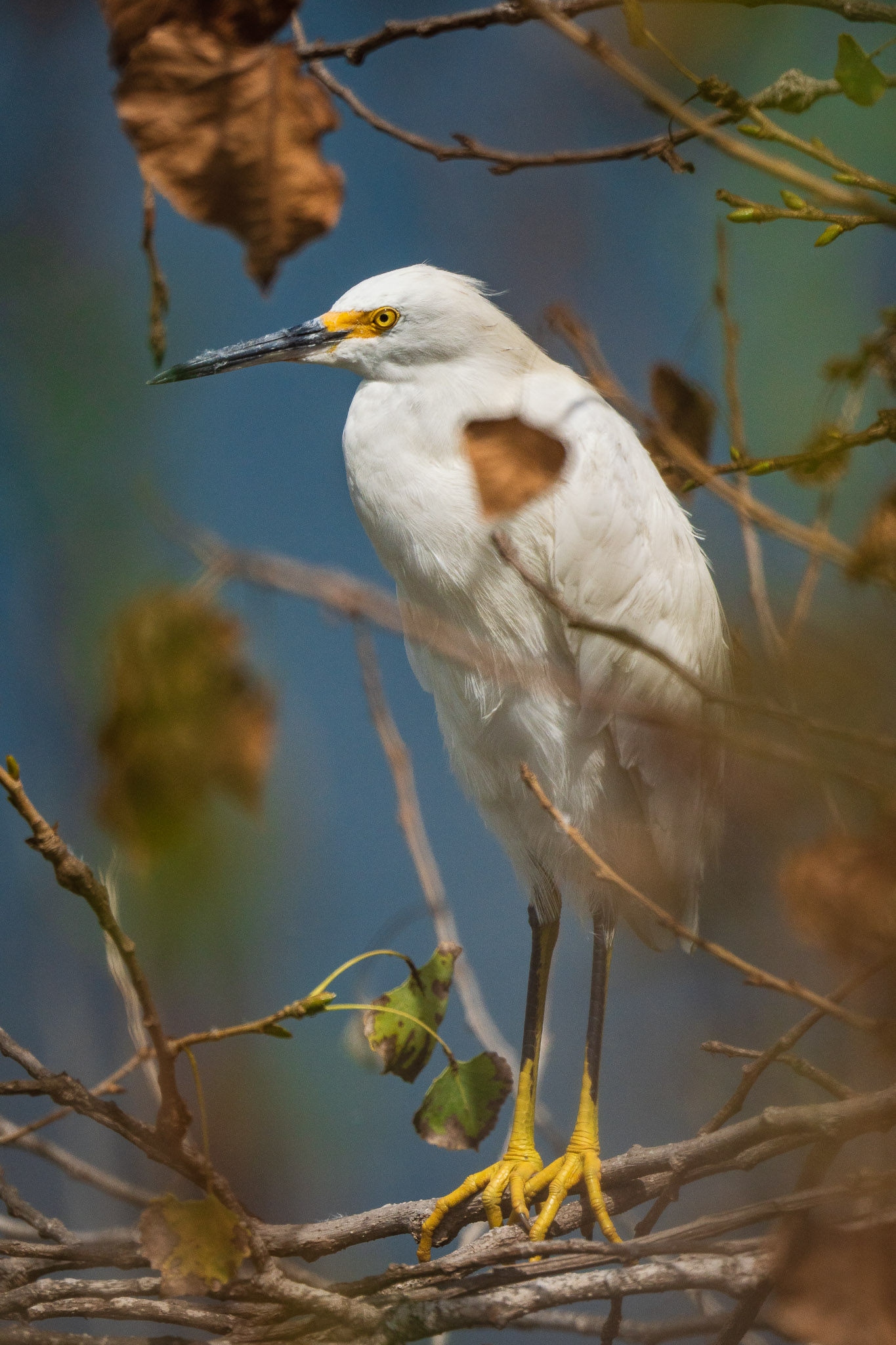 The Best Cameras for Bird Photography