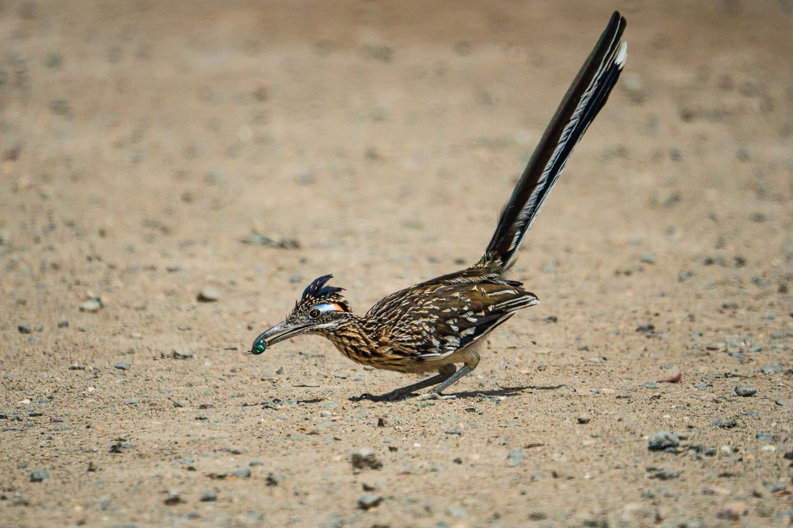 The Best Cameras for Bird Photography