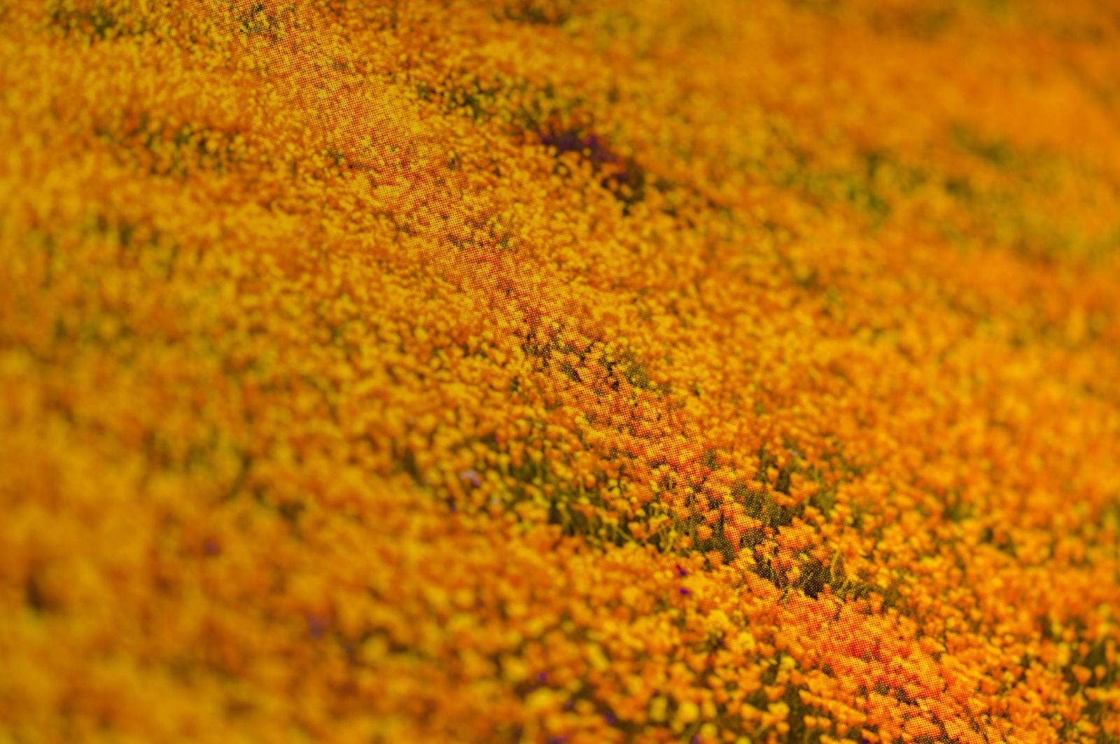 PPI vs DPI: What's the Difference and Why It Matters to Photographers