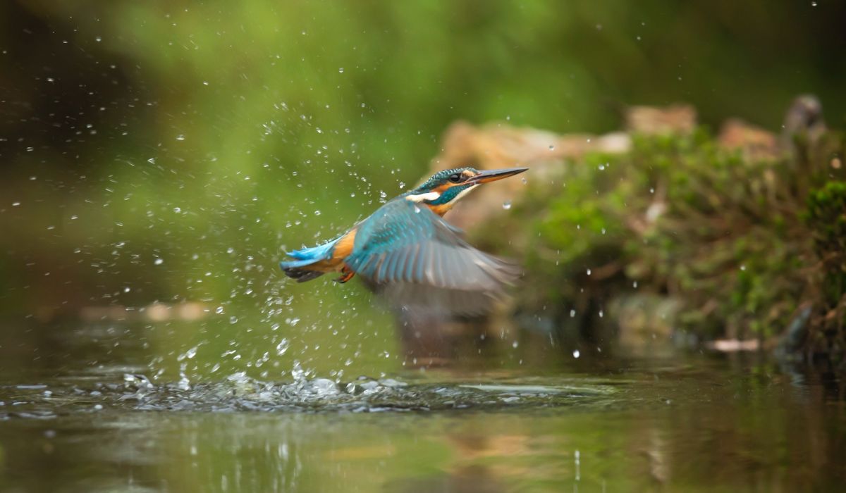 8 Nature Photography Tips to Elevate Your Photos