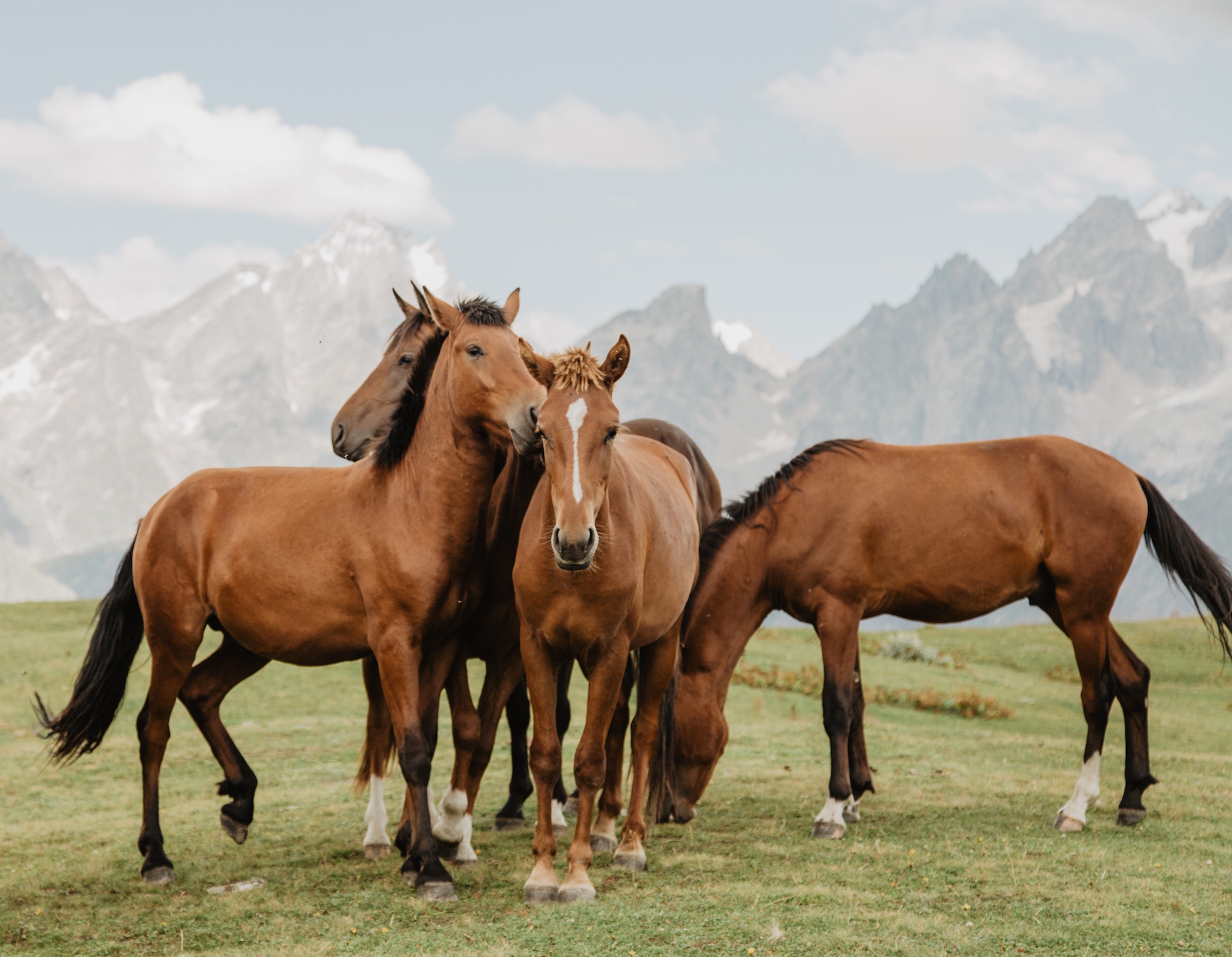 8 Horse Photography Tips for Impactful and Creative Photos