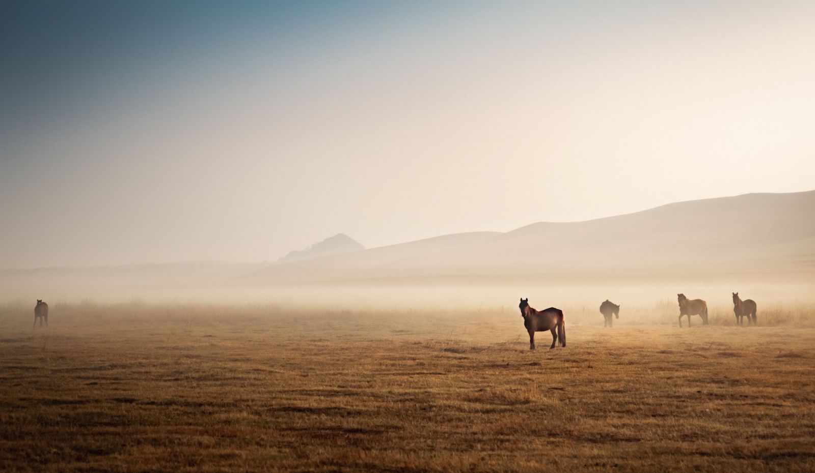 8 Horse Photography Tips for Impactful and Creative Photos