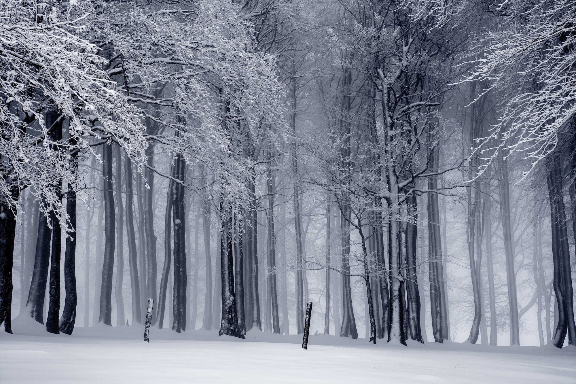 Forest Photography Tips & Guide for Better Photos