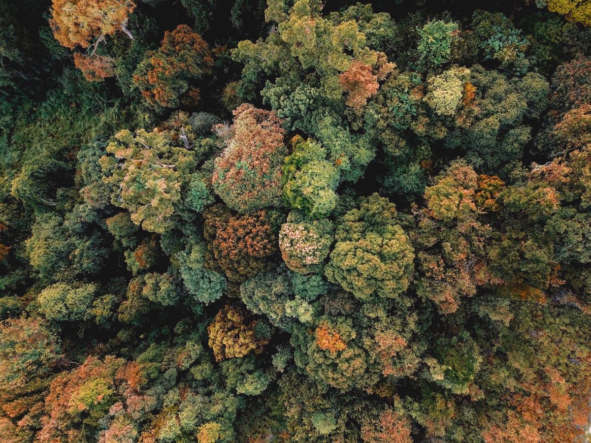 Forest Photography Tips & Guide for Better Photos