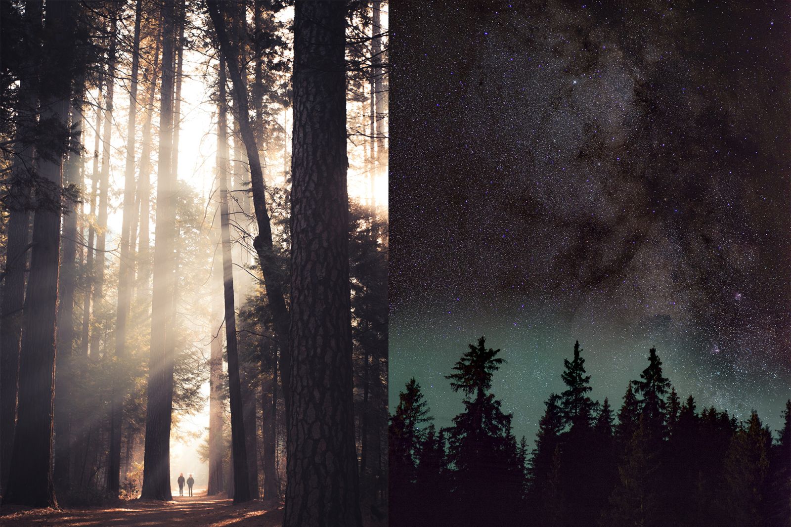 Forest Photography Tips & Guide for Better Photos