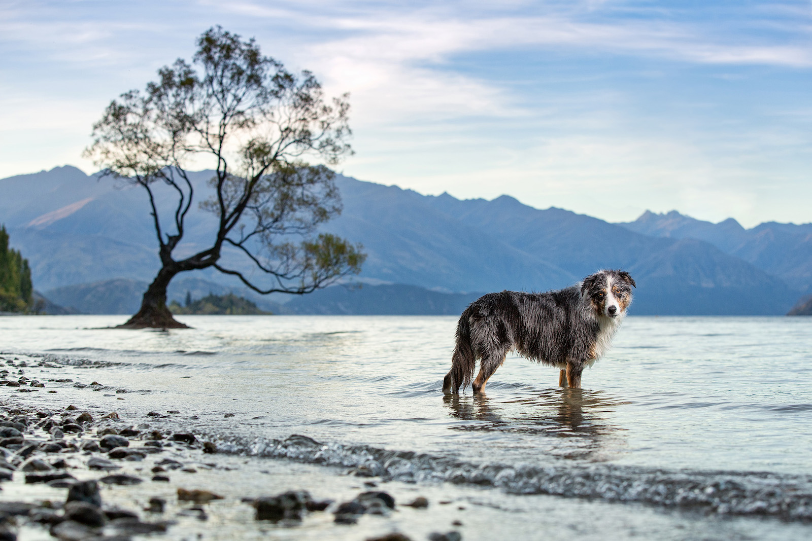 The Global Dog Art Gallery Creates Connections with Pet Photography as ...
