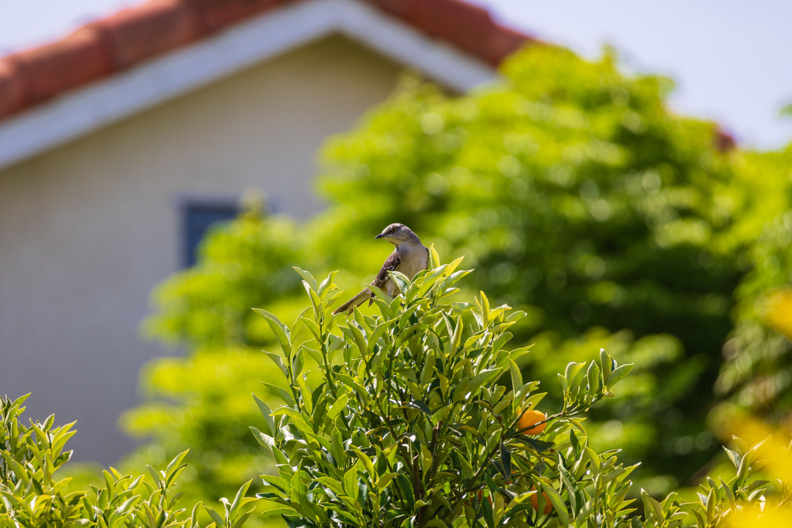 Canon RF 100-400mm f/5.6-8 Review | Affordable, Portable, Sharp!