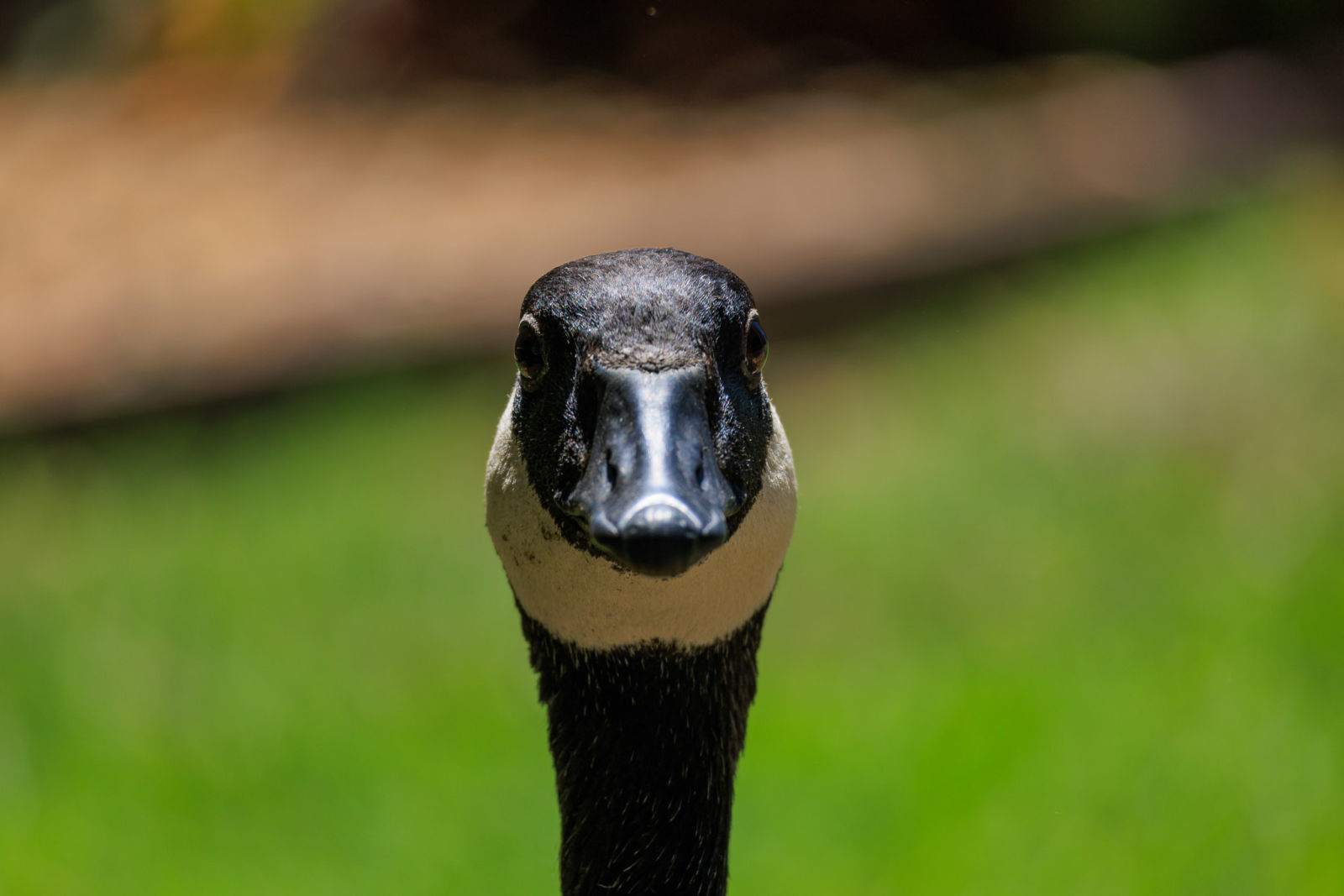 Canon RF 100-400mm f/5.6-8 Review | Affordable, Portable, Sharp!