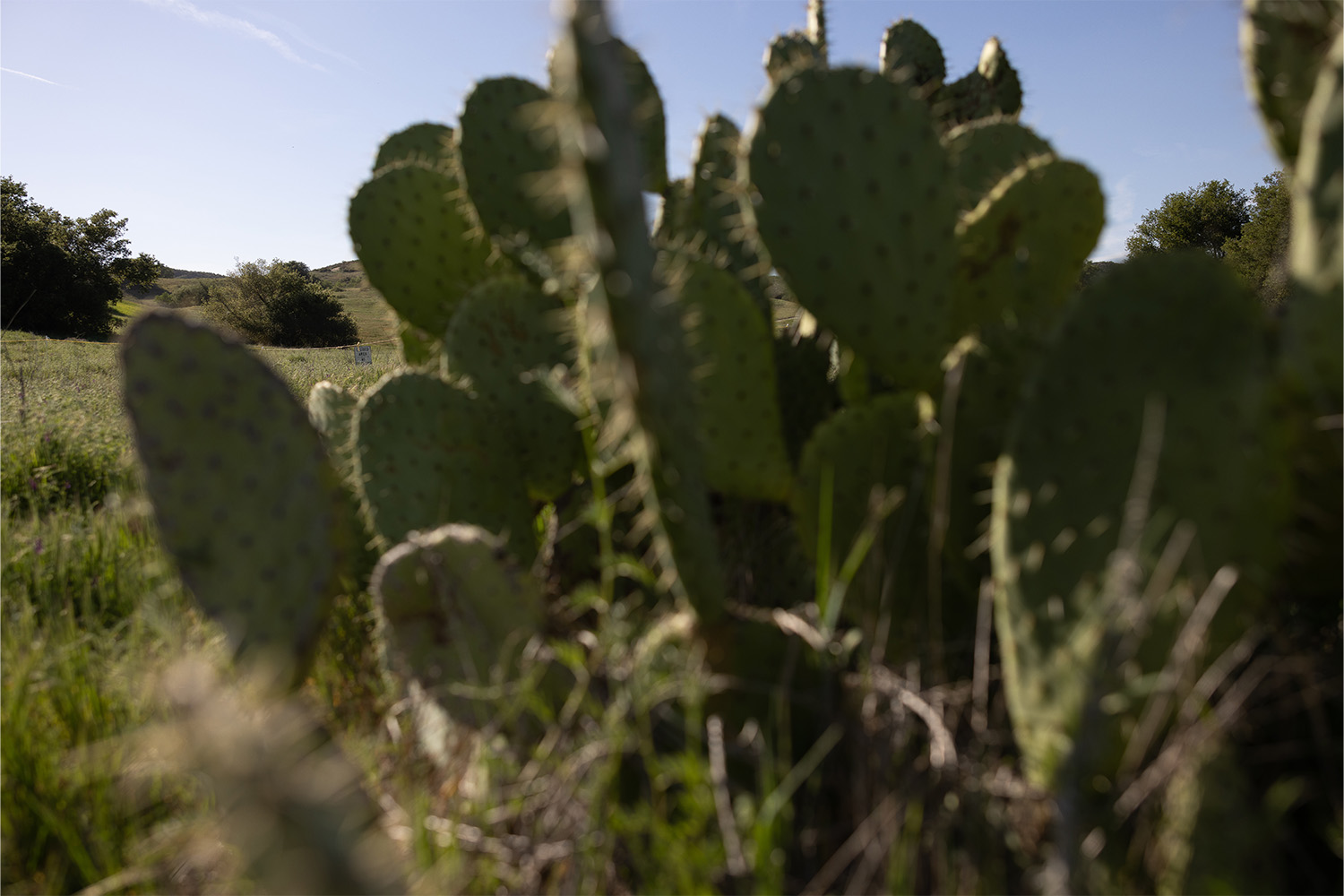 Using Nature to Frame Your Environmental Portraits