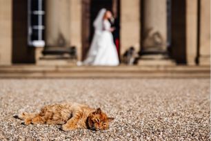 Nikon Z9 Review | Is This Flagship Camera Worth It For Wedding Photography?