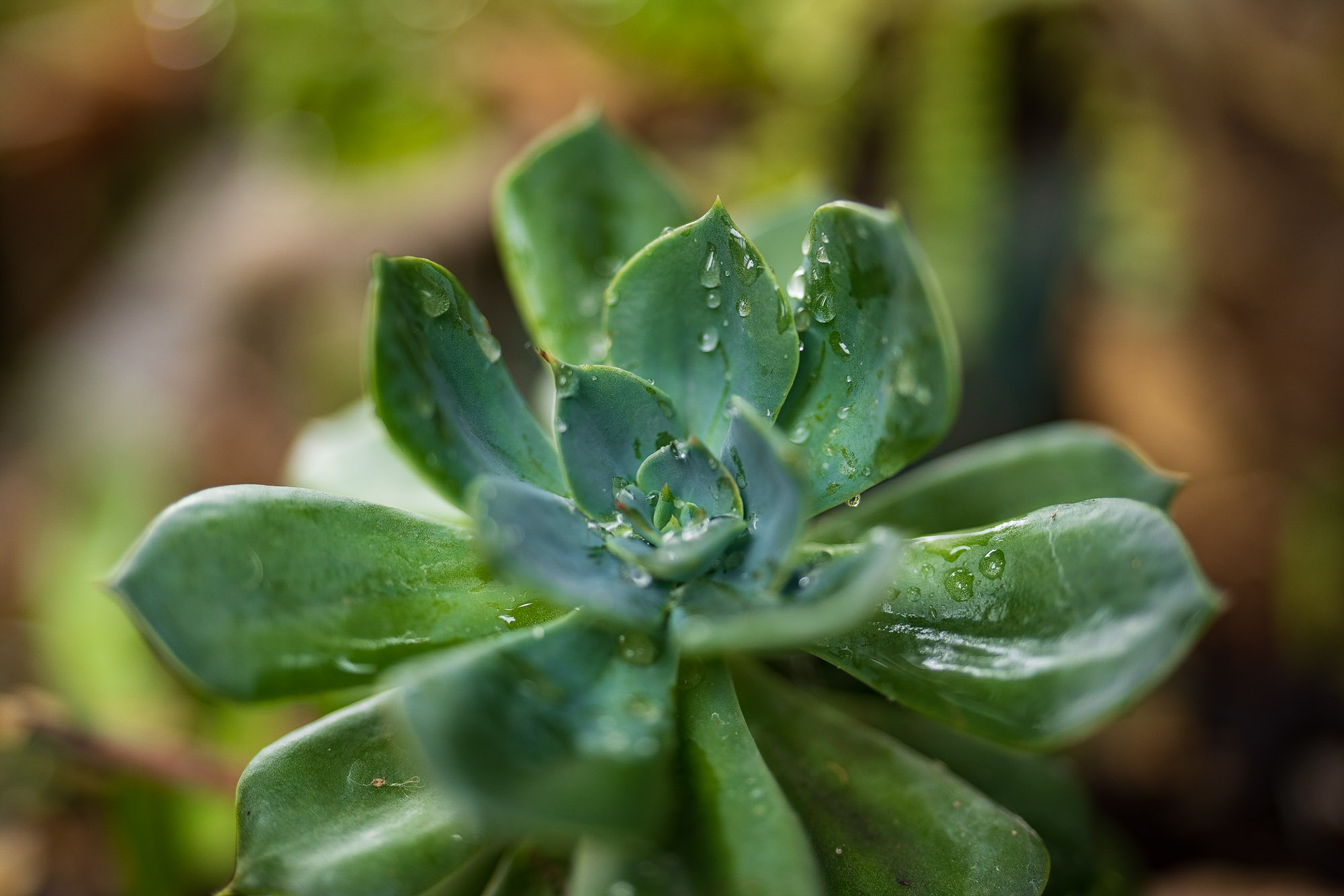 索尼50mm f/1.2 GM评论|他们说这是不可能的! - 万博手机iOS,新万博manbetx全站