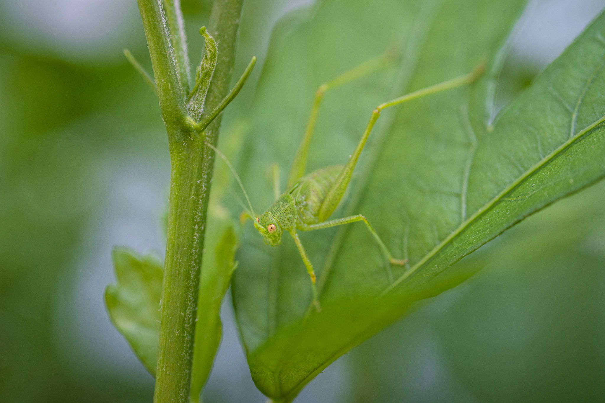 Types of camera lenses explained: prime, zoom, wide, telephoto...