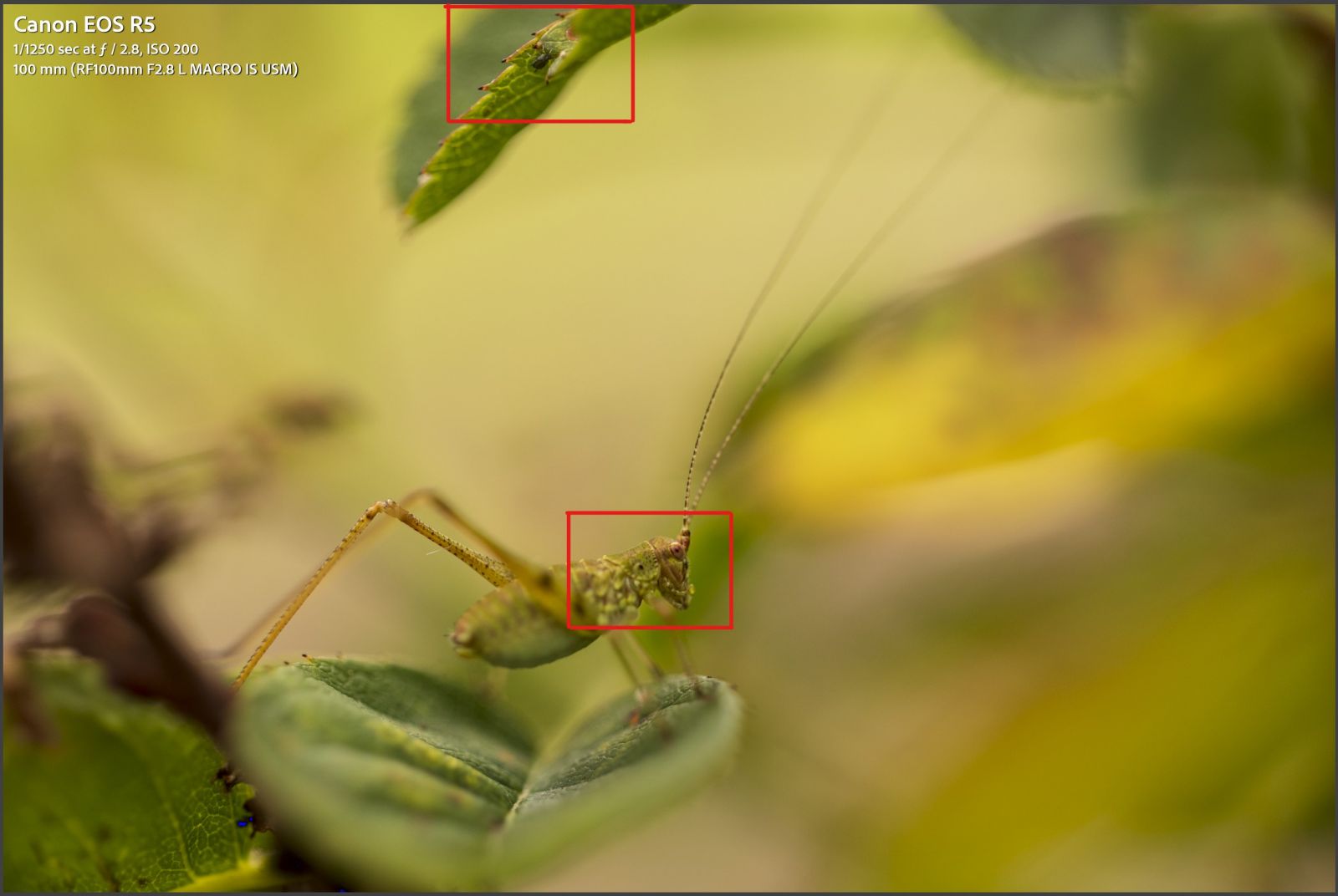 Canon RF 100mm f/2.8 L Macro IS Lens Review | Improving On Perfection