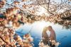 Cherry Blossom Photoshoot Tips | Capturing the Beauty of Spring