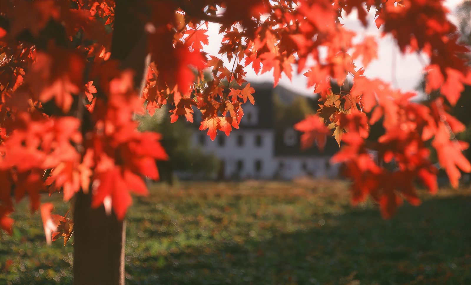 Best Film & Slide Scanner for Digitizing Your Film Collection