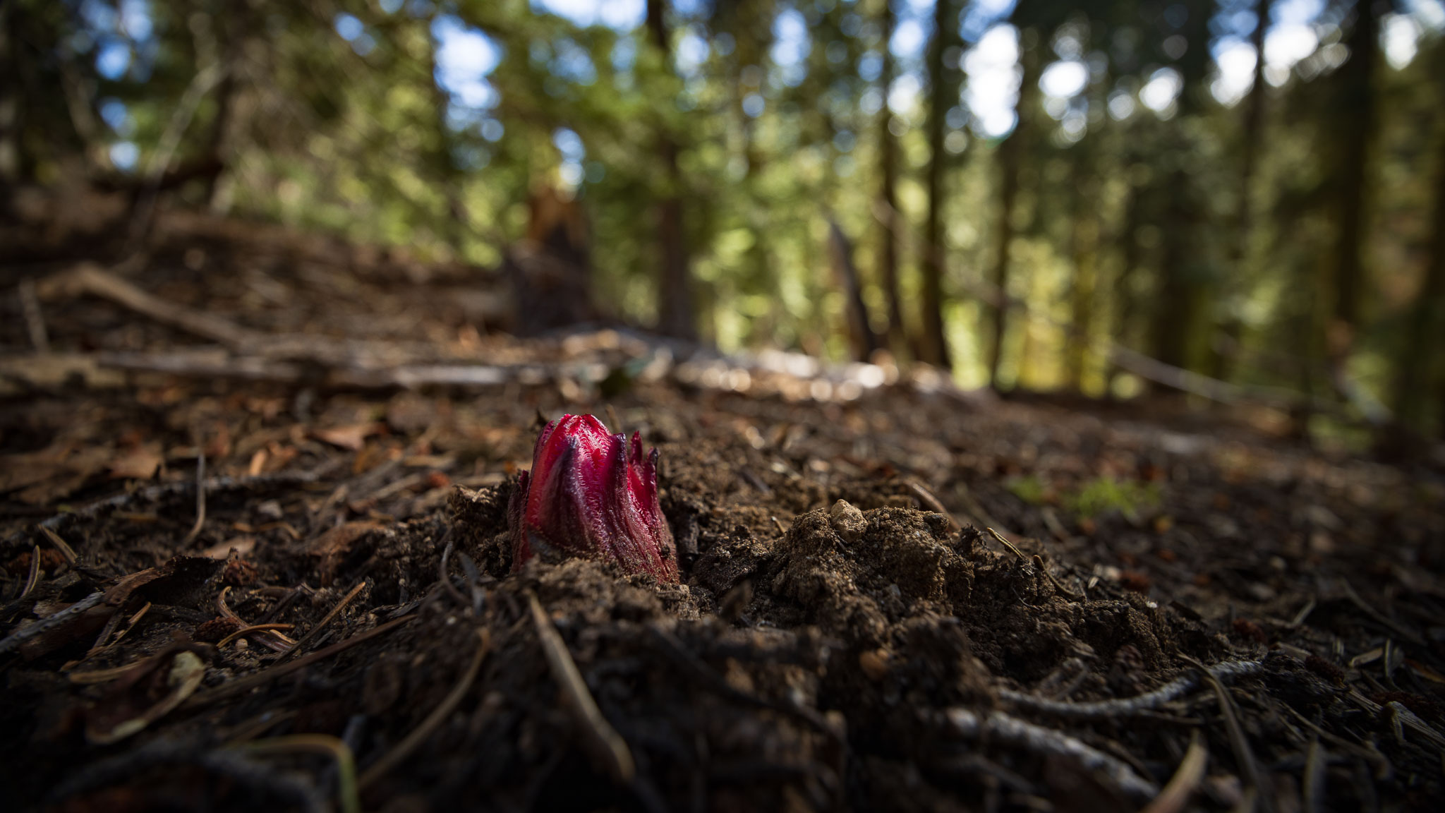 Canon RF 14-35mm f/4. L IS Review | A Landscape Photography Champ!