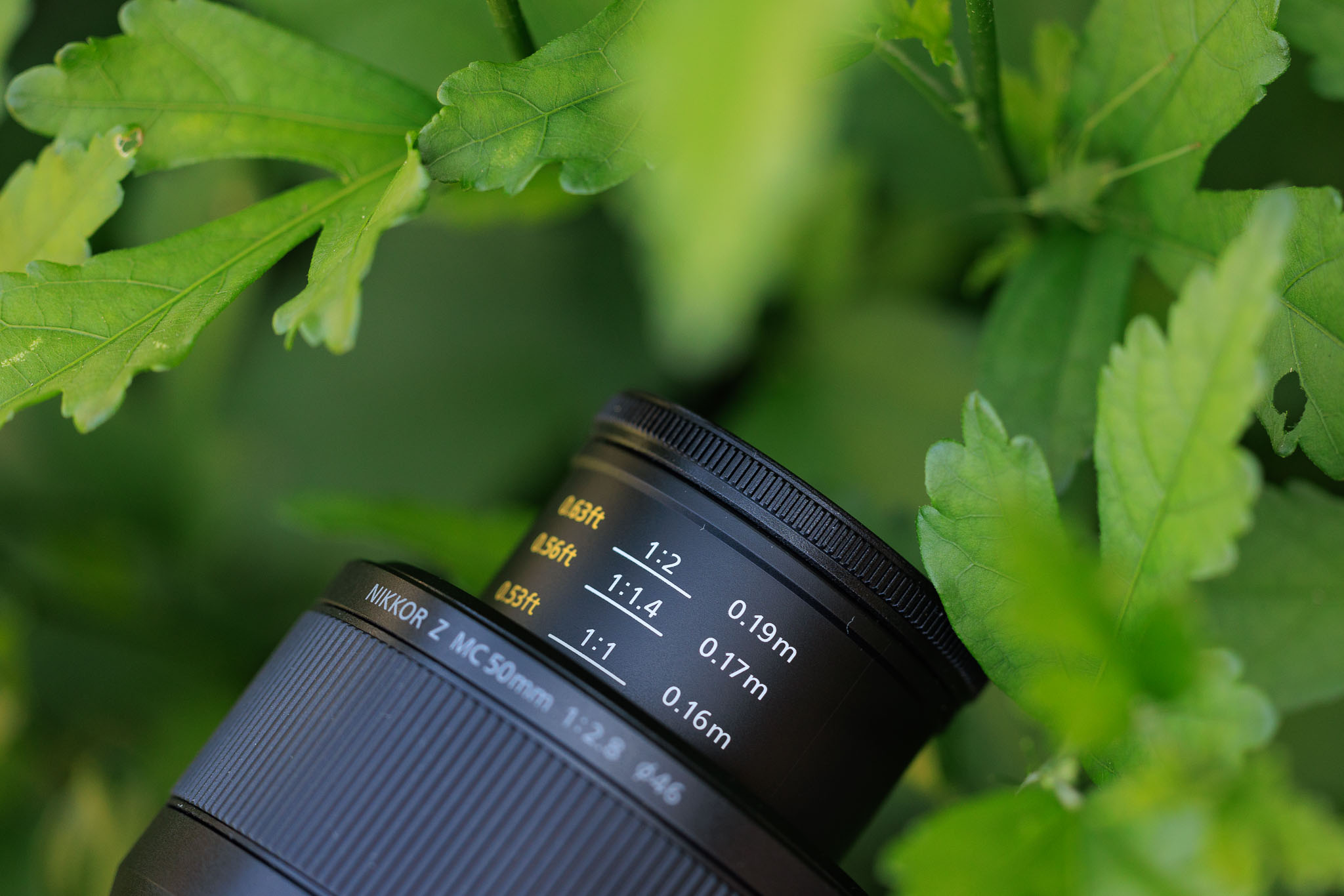 Nikon Z MC 50mm f/2.8 Macro Lens Review | Beautiful Macro Results On A ...