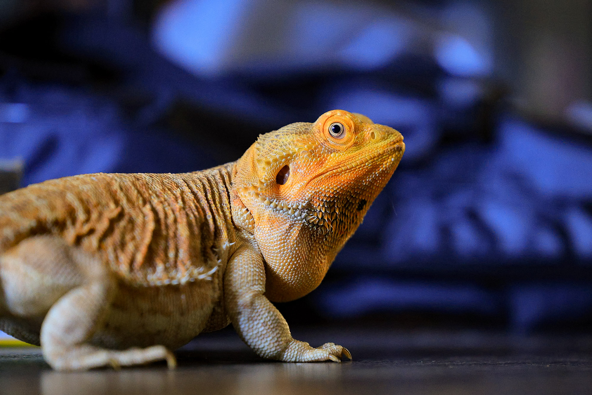 Canon EOS R8 Review | Entry-Level Full-Frame Mirrorless Done Right?