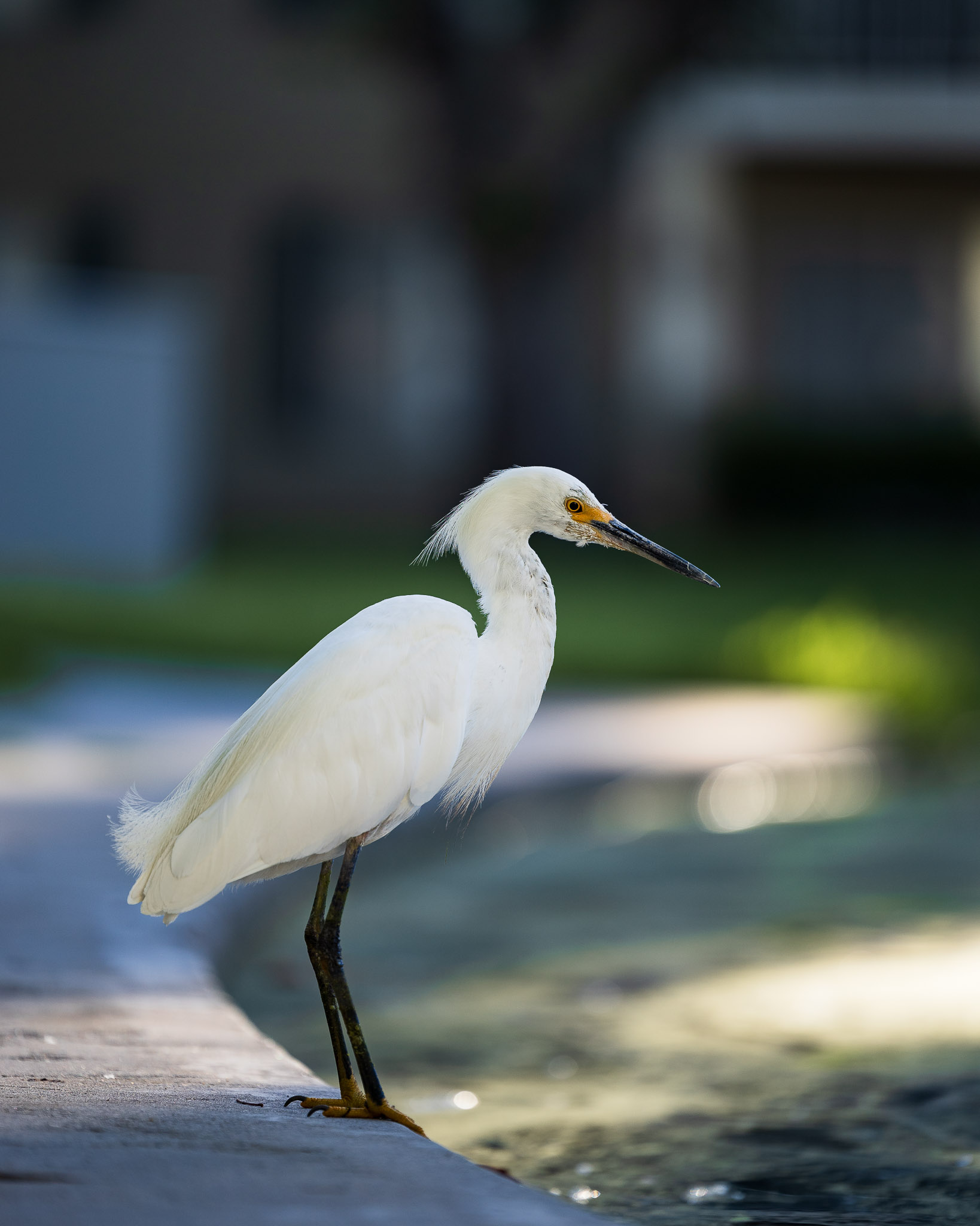 Canon EOS R8 Review | Entry-Level Full-Frame Mirrorless Done Right?