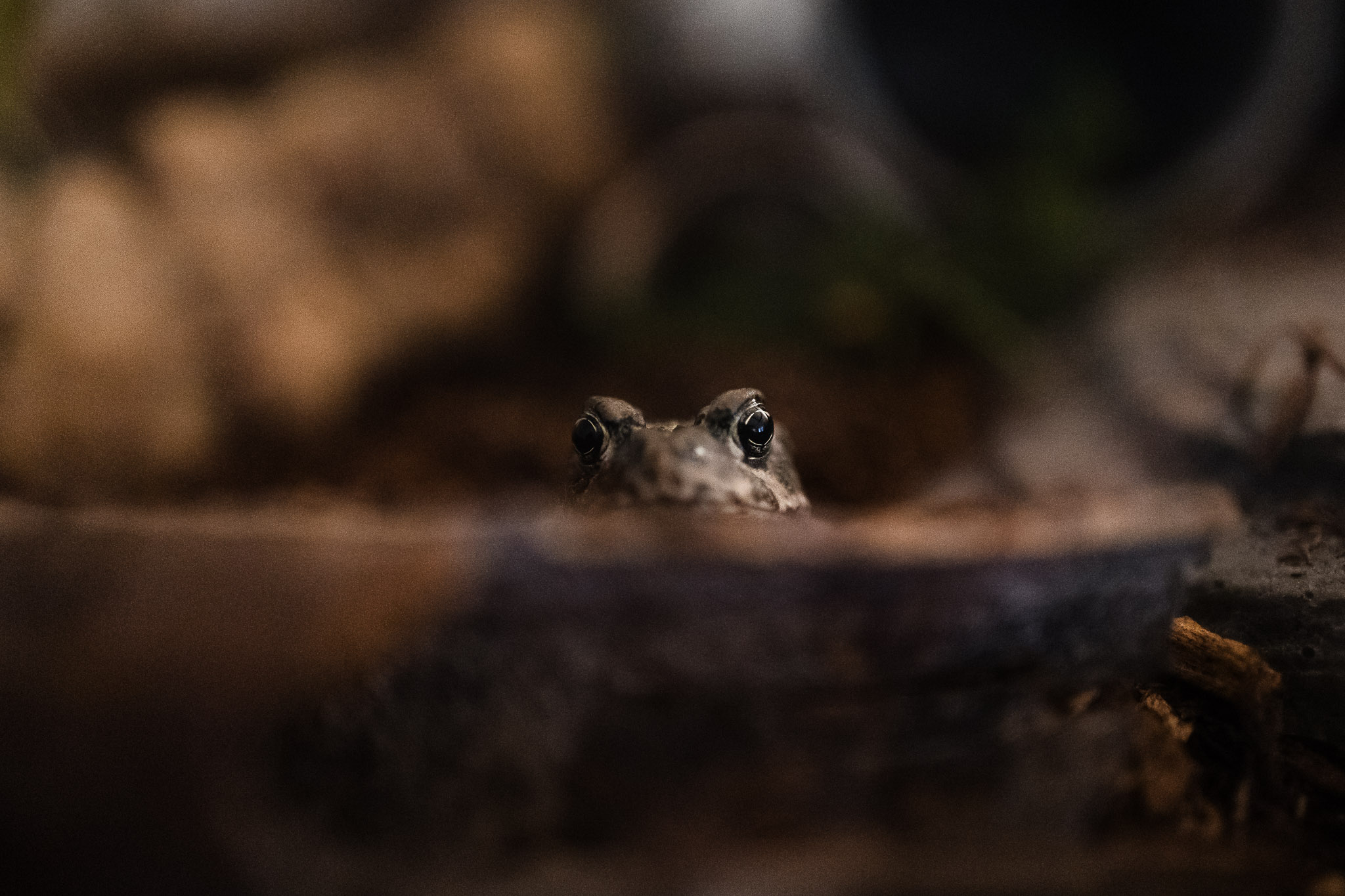 Canon EOS R8 Review | Entry-Level Full-Frame Mirrorless Done Right?