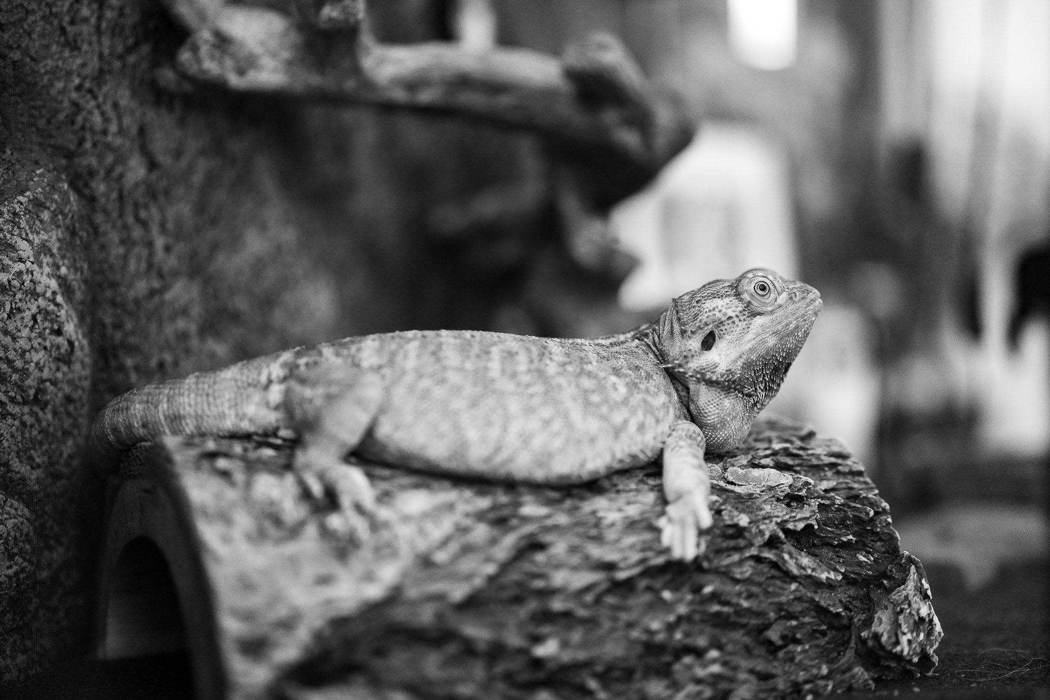 Sony A7R V Review | More Than A Megapixel Giant!