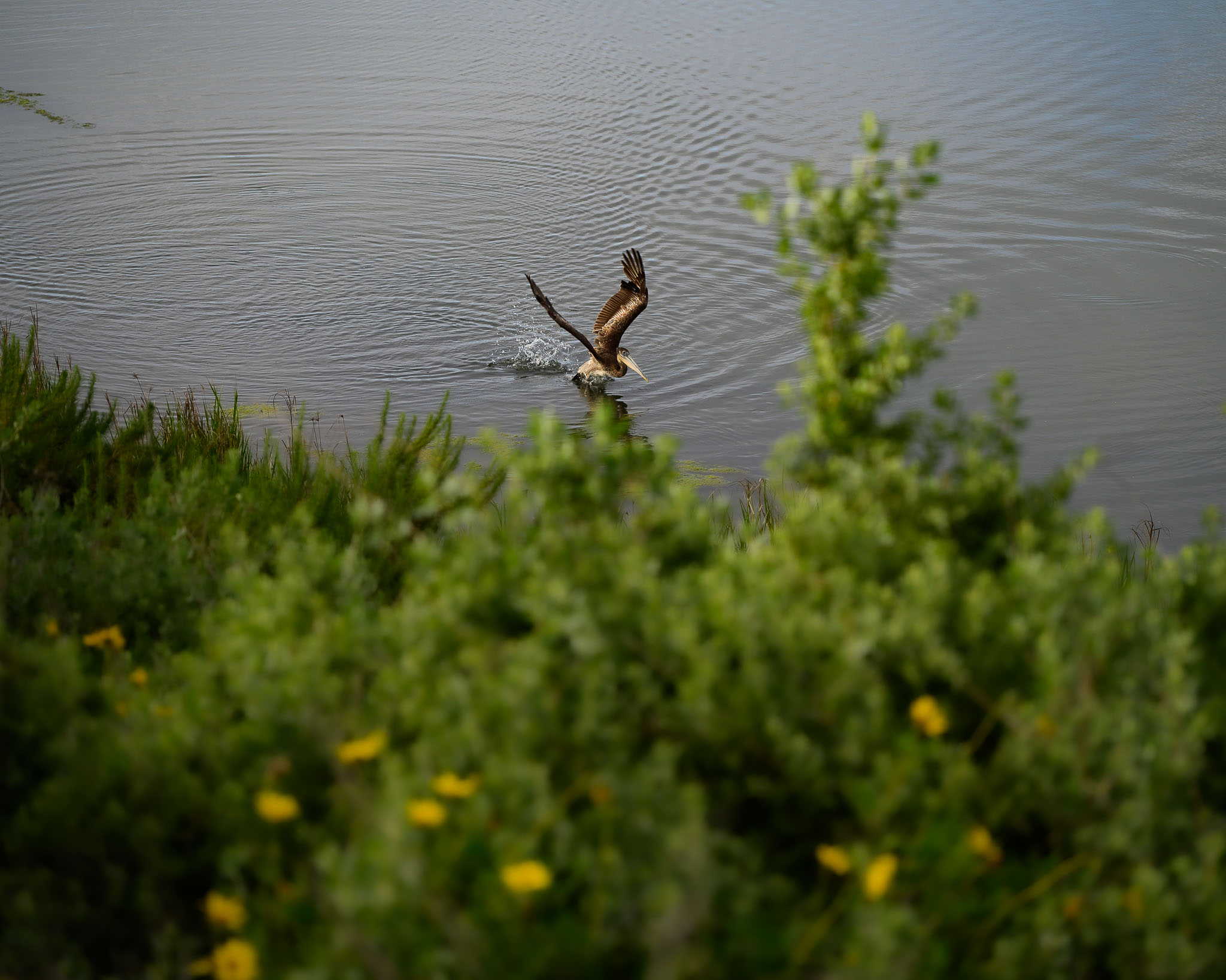 Nikon Zf Review | An Elegant, Retro Full-Frame Mirrorless Camera