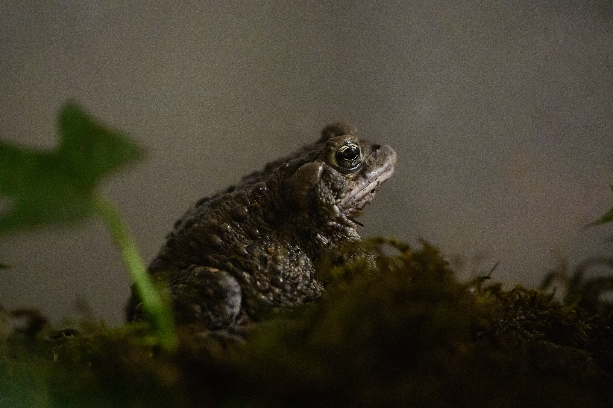 Nikon Z6 III Review | Flagship Performance On A Prosumer Budget?