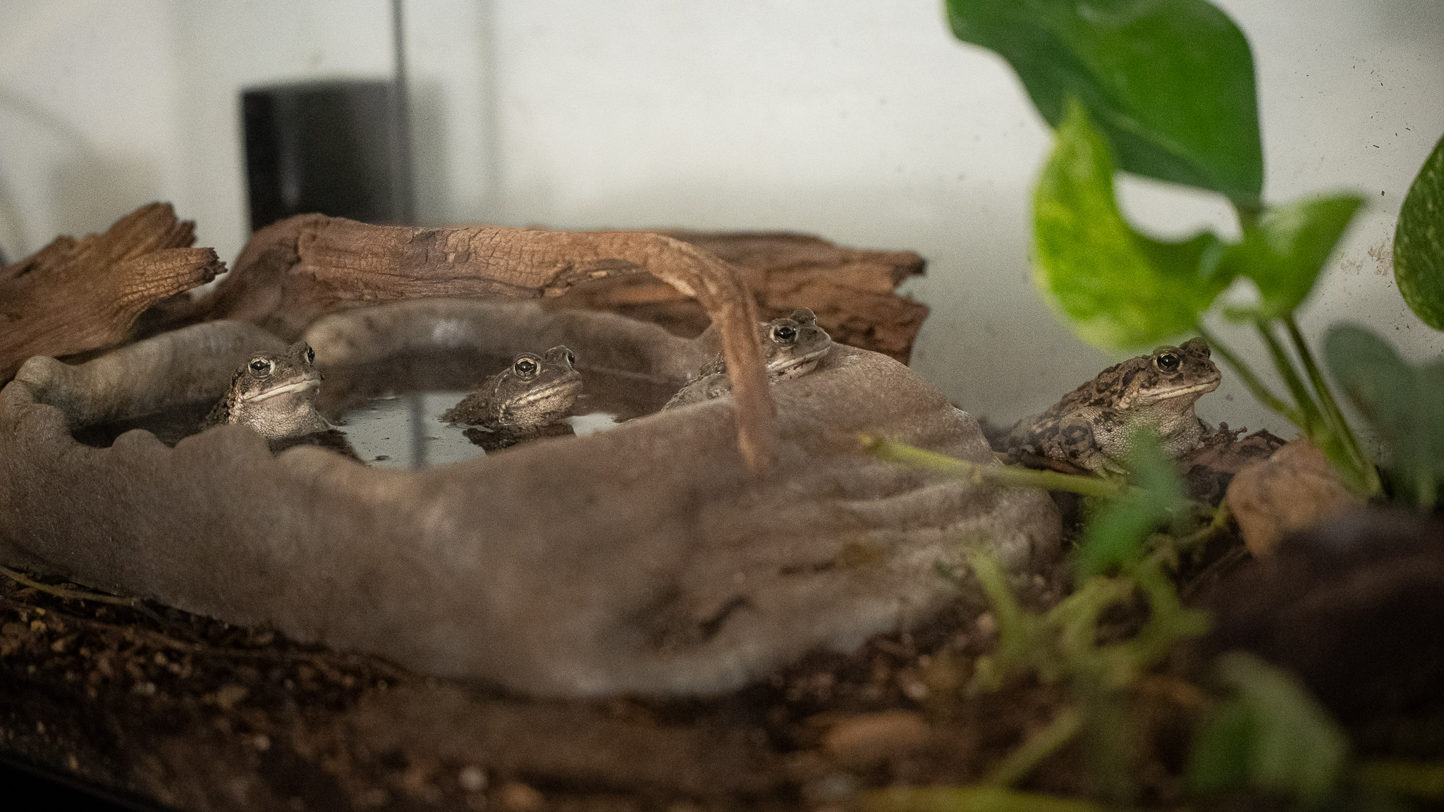 Nikon Z6 III Review | Flagship Performance On A Prosumer Budget?