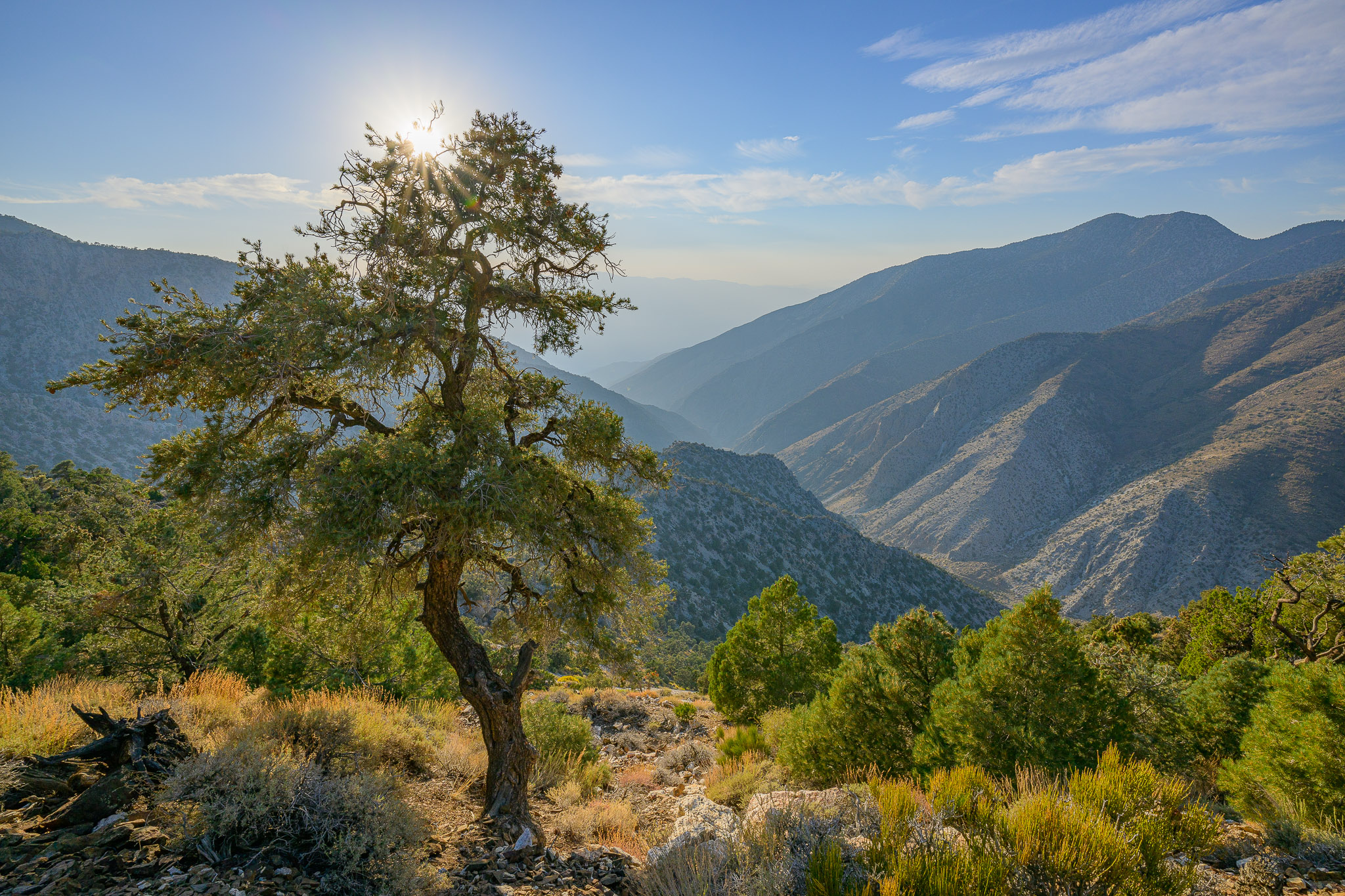 Nikon Z8 Review | The Most Versatile, Affordable Flagship Camera Ever