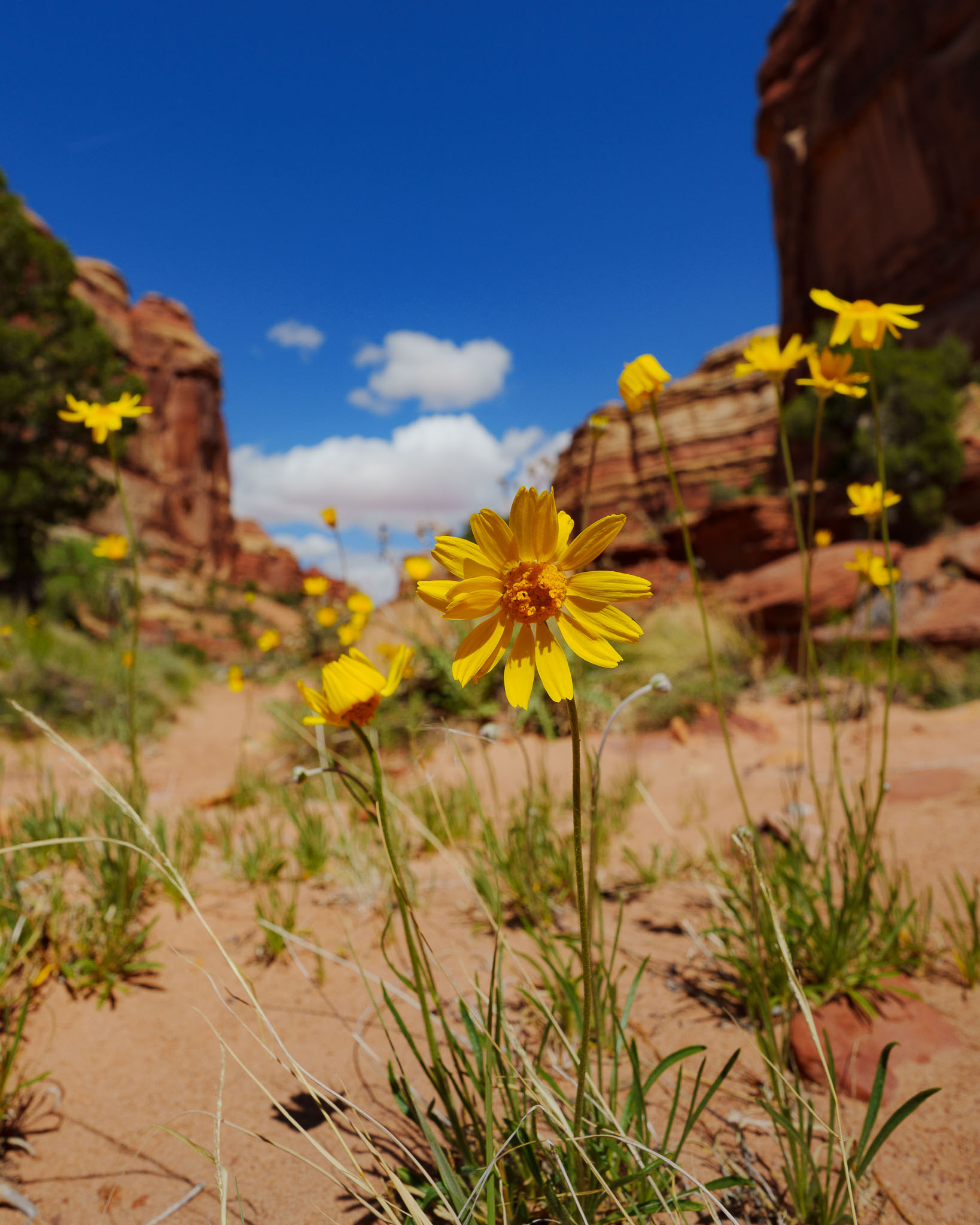 Sony FE 16mm f/1.8 G Review | The Nifty Fifty Of Nightscape Photography?